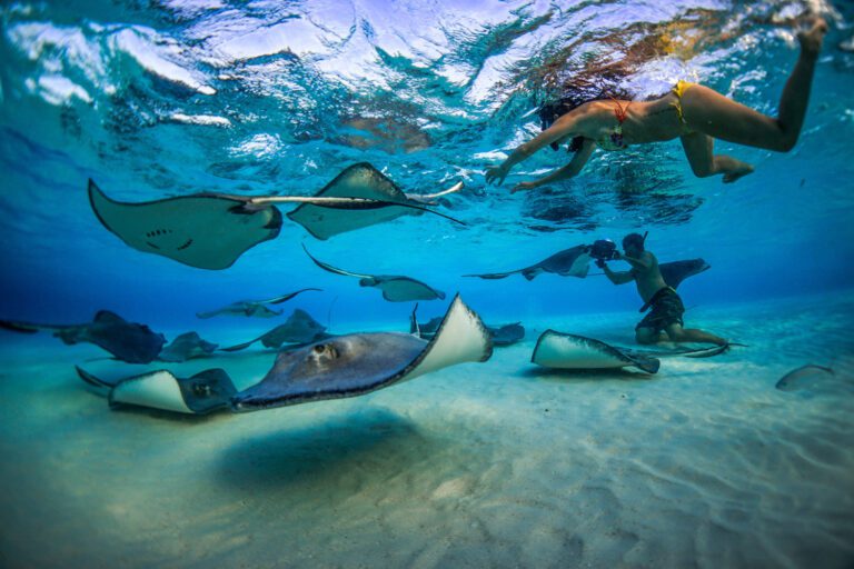 Stingray City Tour Grand Cayman - Swim with Stingrays